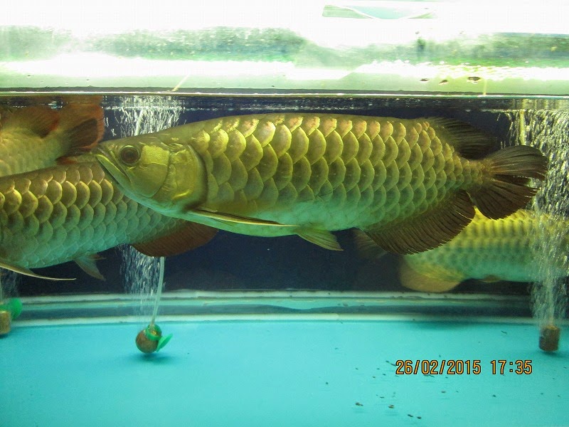 Arowana Keeping & Breeding in Aquarium: Blue Base Arowana Growth Record