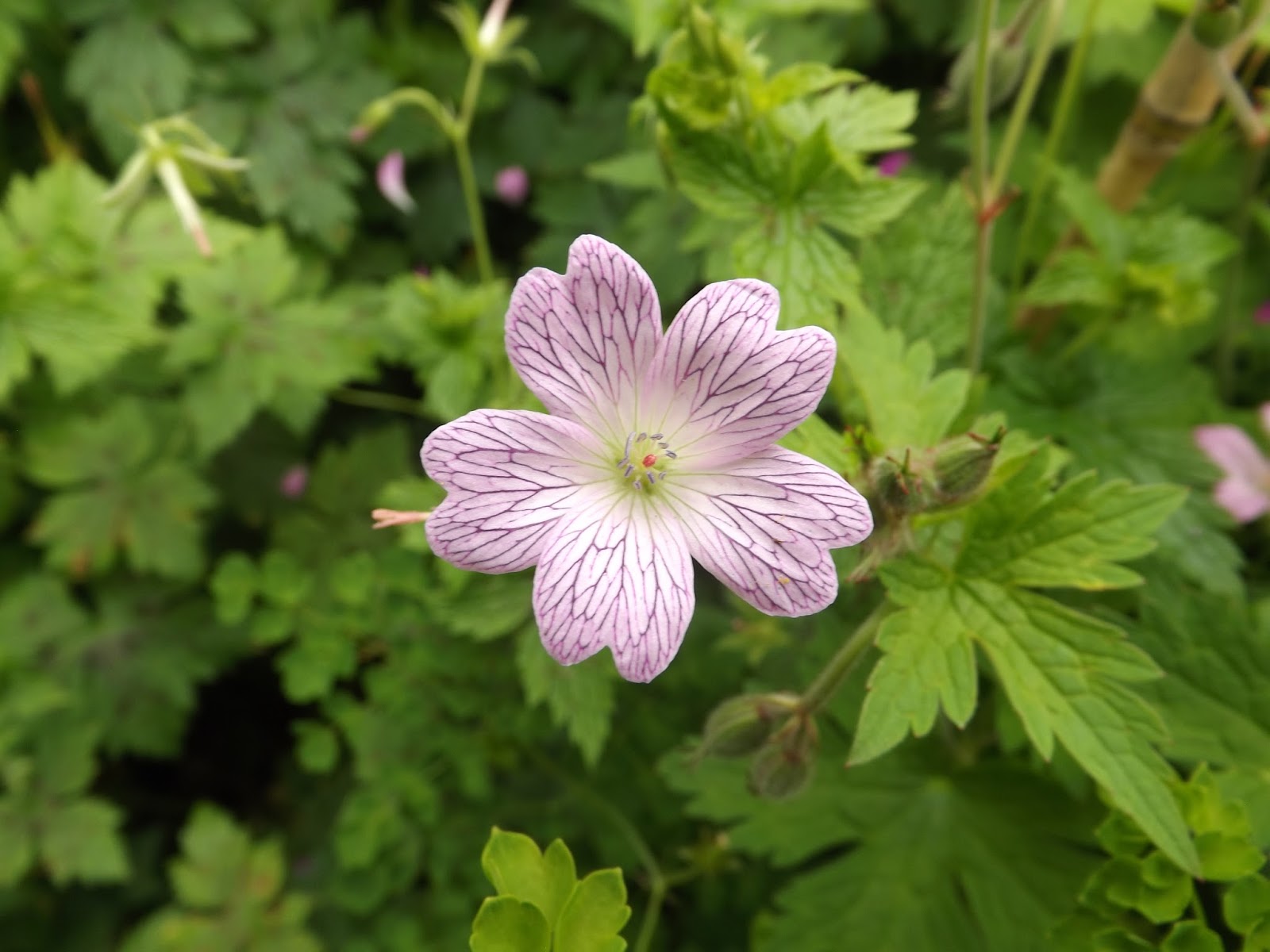 Le Jardin de la Salamandre: Geranium x oxonianum