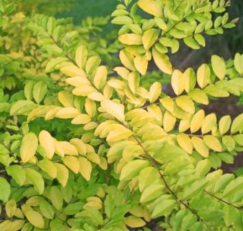 Ligustrum undulatum ‘Lemon Lime and Clippers’ | Pustaka Flora ...