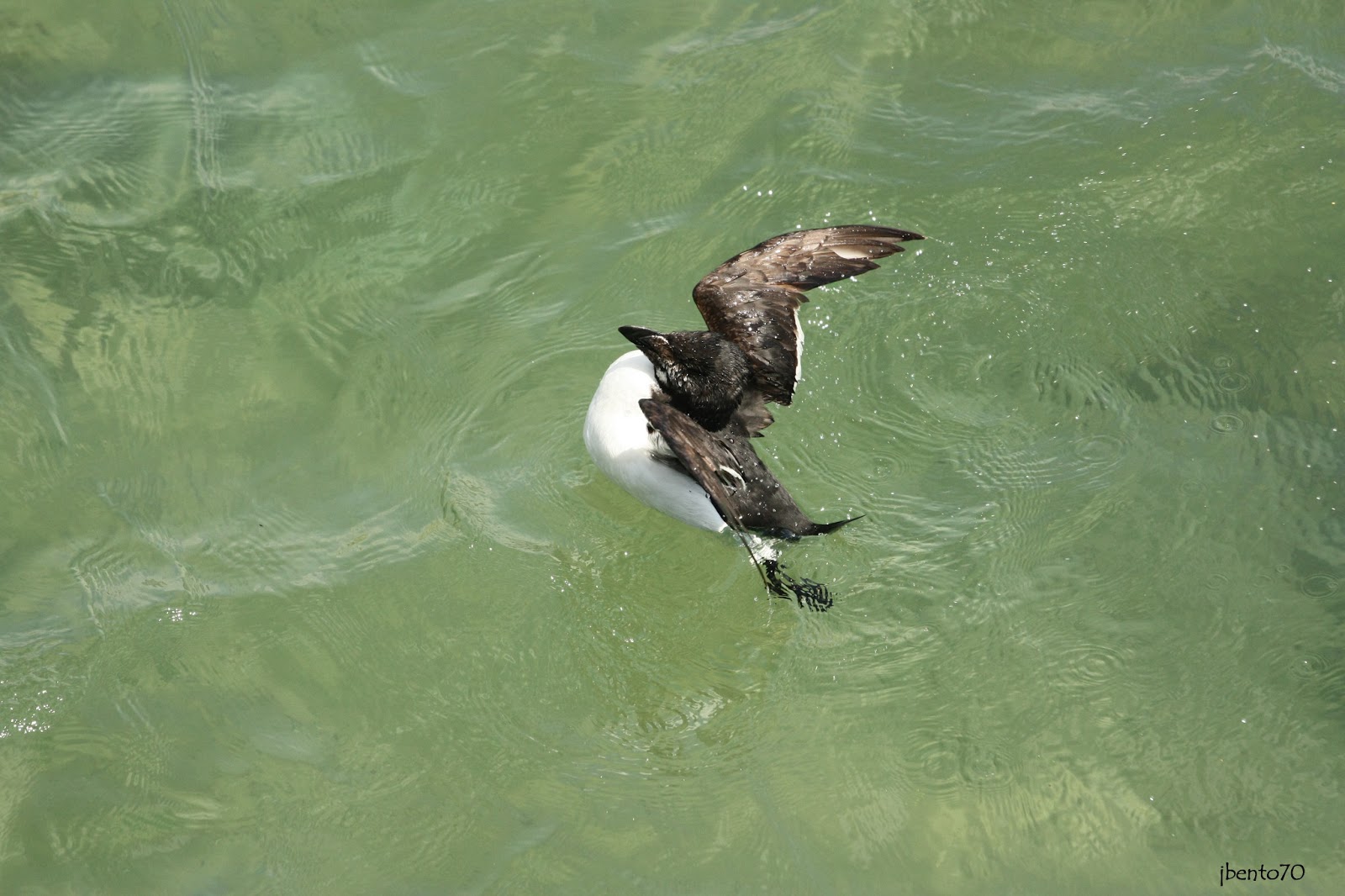 Birding Cascais: Segunda observação da Torda-mergulheira / Razorbill ...
