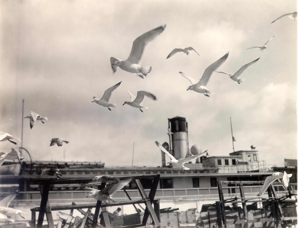 Sandusky History: Buoys and Gulls around Sandusky Bay