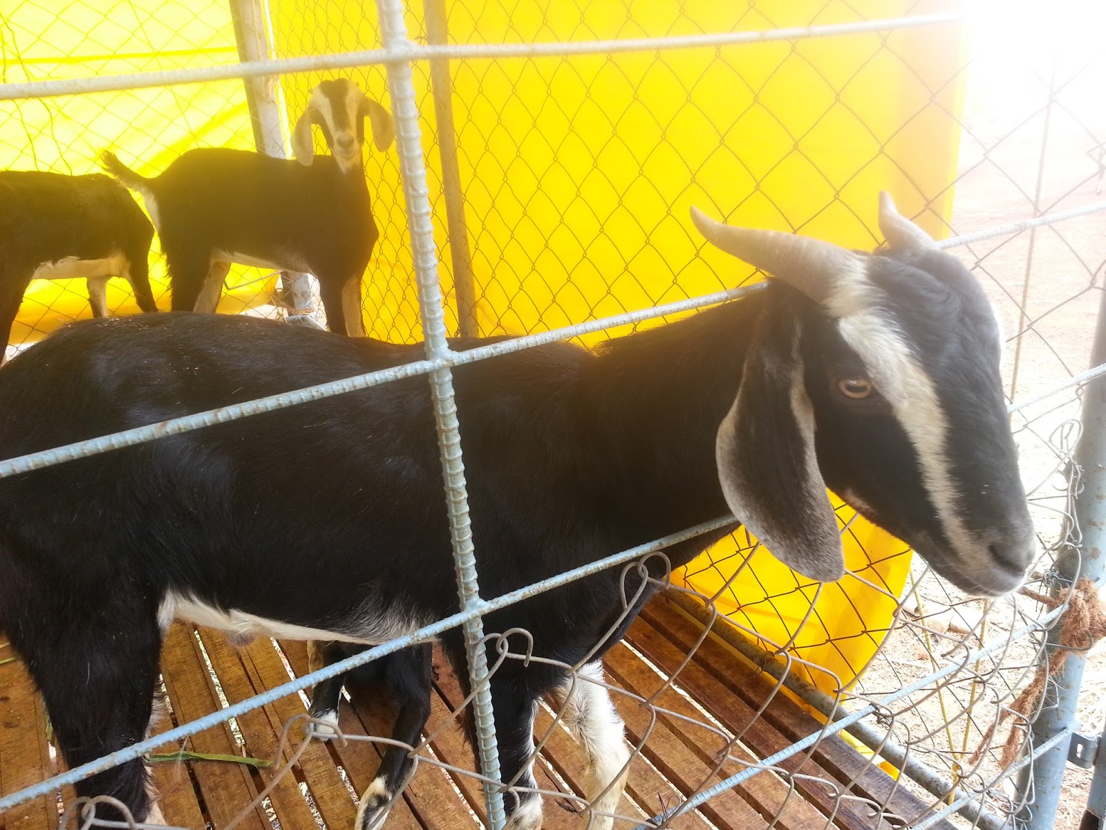 Techie2Aggie: Phase 1 Goat Procurement : Tellacherry and Kanni Aadu
