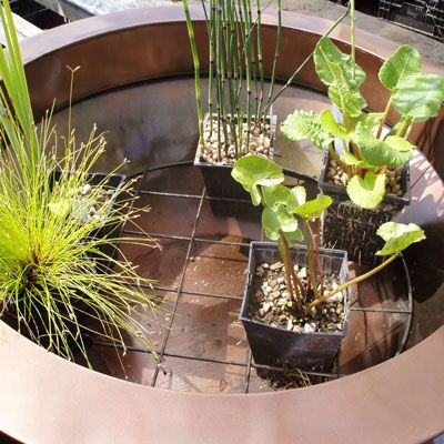 G 4 Gardening: Planting container ponds Tips on planting a water ...