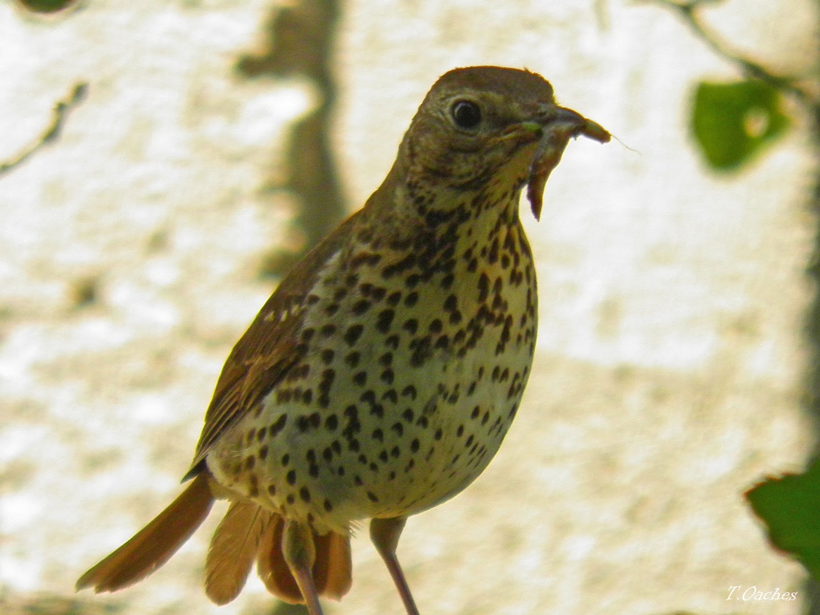 PASARI DIN ROMANIA: STURZ CANTATOR, Turdus philomelos