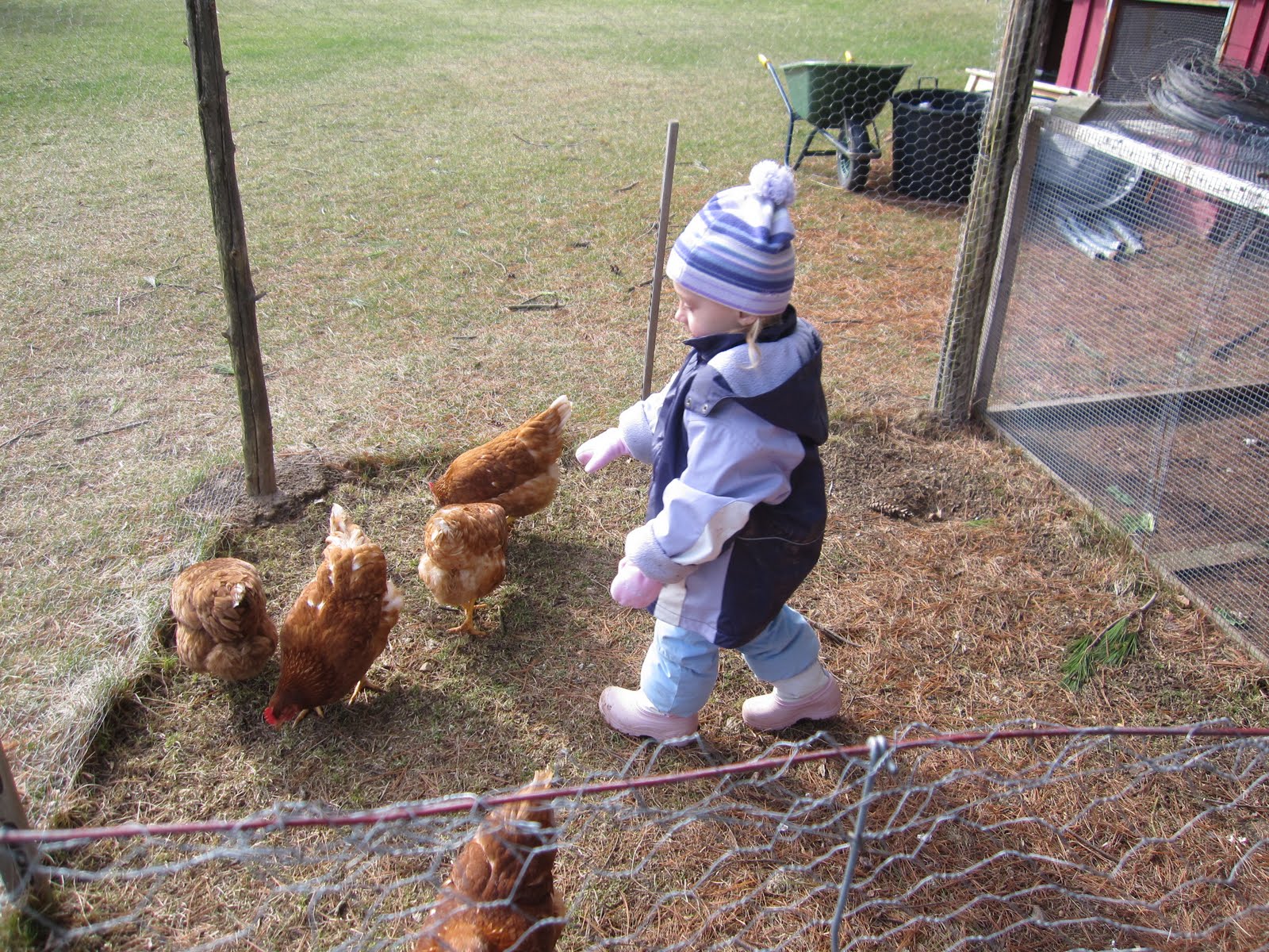 Life of a stay-at-work mom: My Little Chicken Catcher and Egg Gatherers!