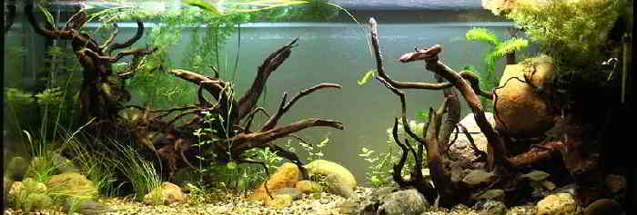 How to Aquascape Freshwater Aquarium Design Ideas