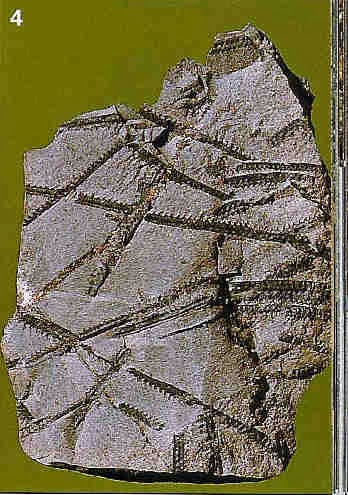 A la palestra : FÓSIL GRAPTOLITE - Monograptus uncinatus