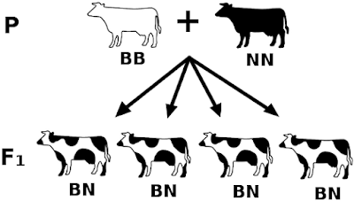 Biología 15 Codominancia