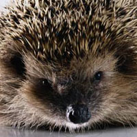 ANIMAL: El Erizo