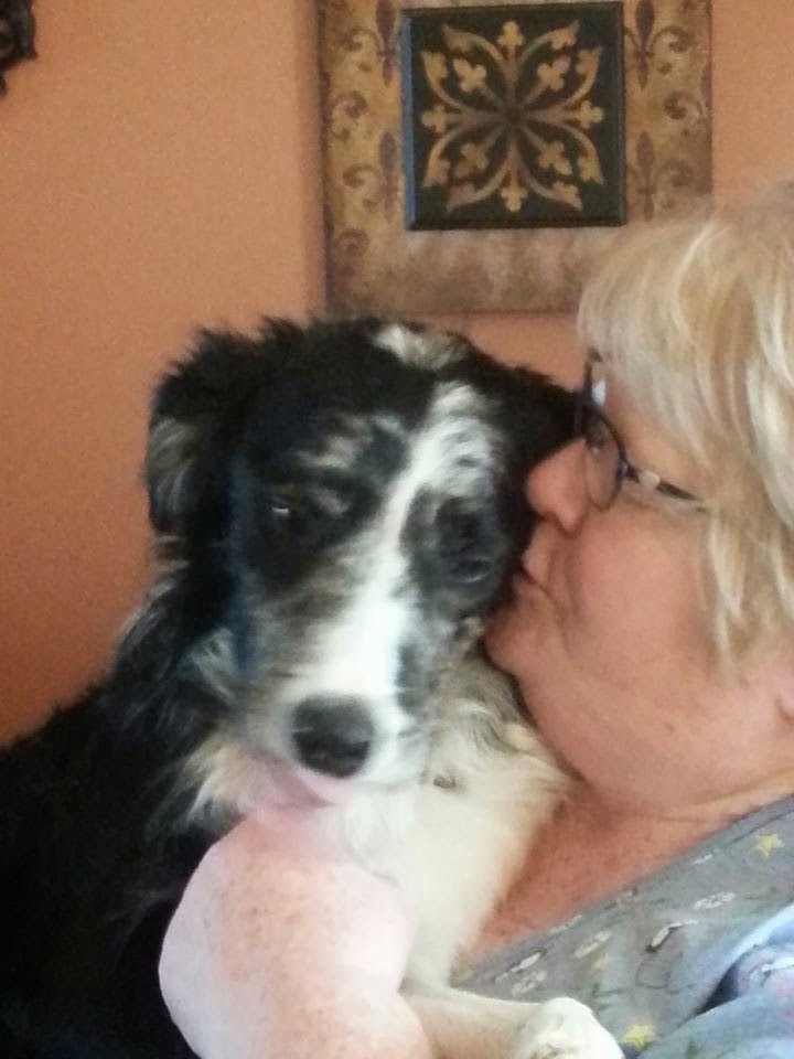 Raising Cinder, a Border Collie Puppy
