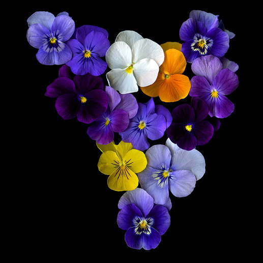 Get Images: Beautiful Color Flower Photography