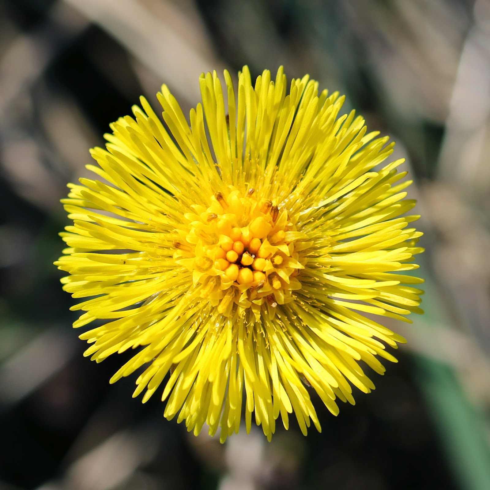 Tussilago farfara | Wild flowers of Europe by Anita Beijer