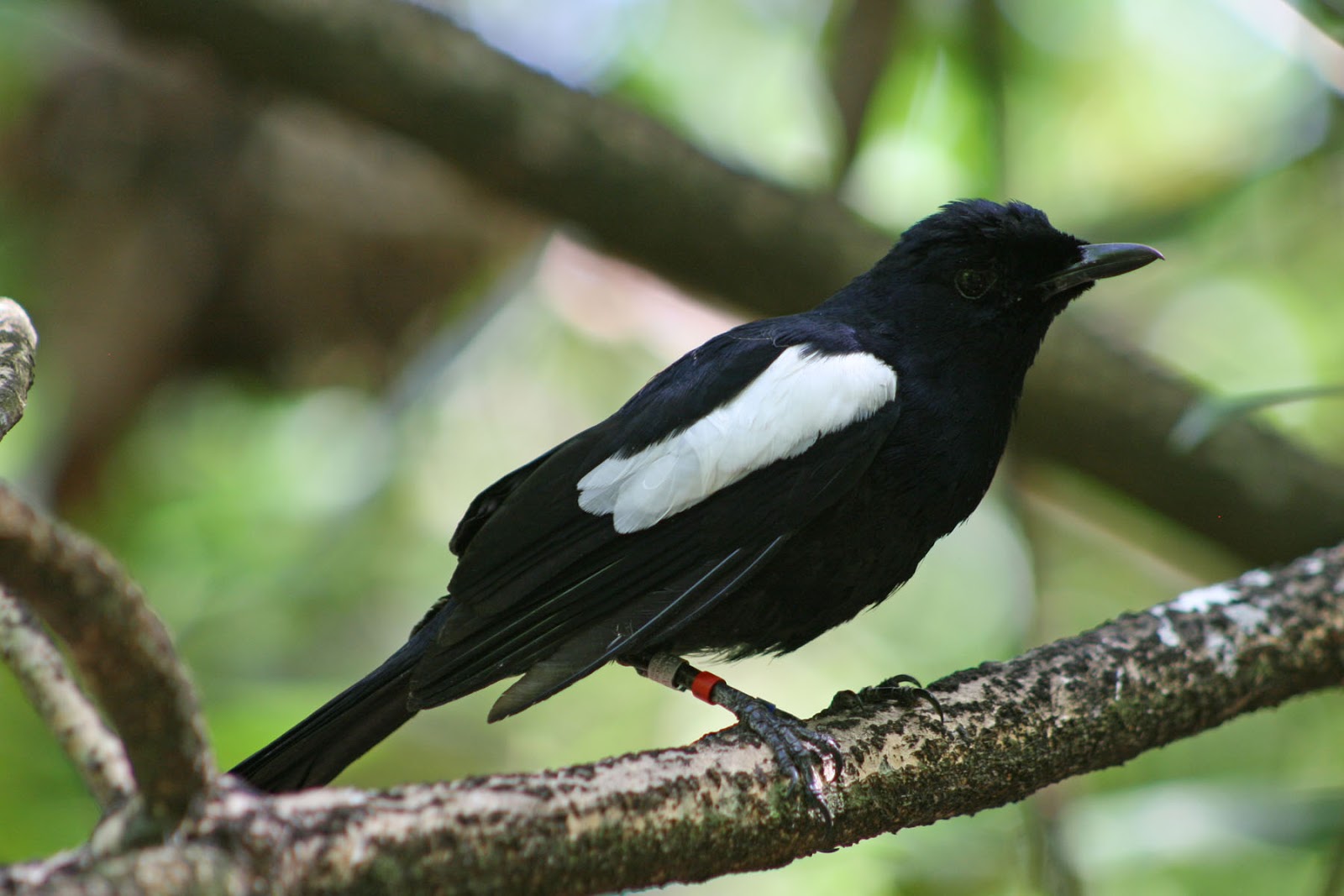 Hipster Birders: The Resilient Seychelles Magpie-Robin