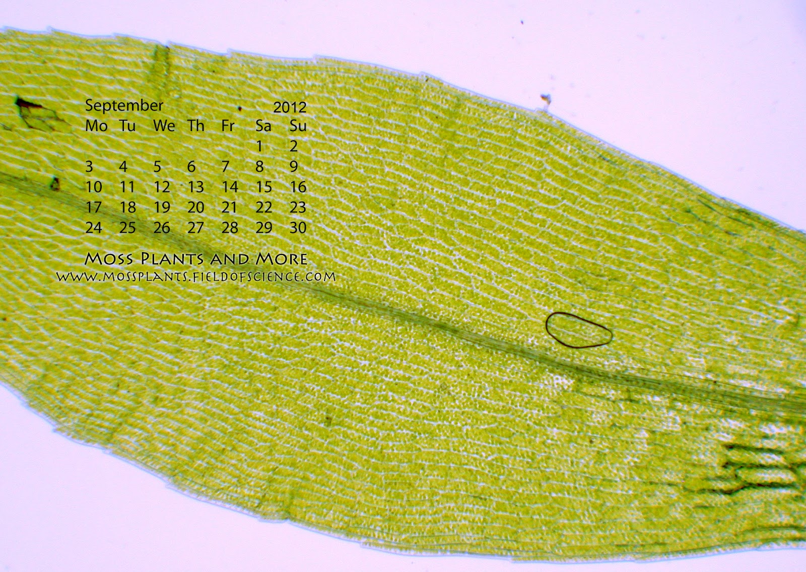 Moss Plants and More: September 2012