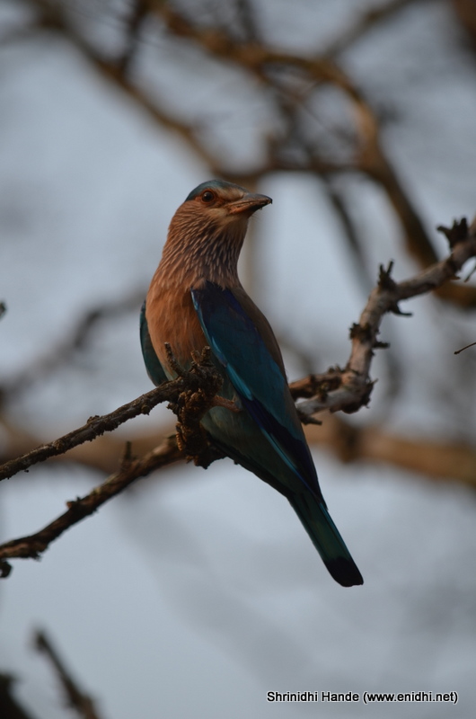 Indian Roller photos - eNidhi India Travel Blog