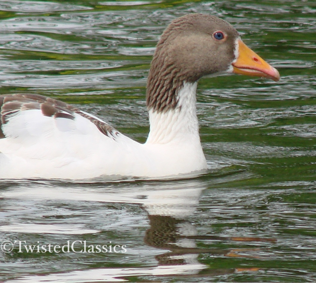 Birds and wildlife: Two Leucistic Greylag Geese