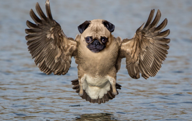 12 Animal Hybrids You Wont Believe Really Exist. ~ Google+