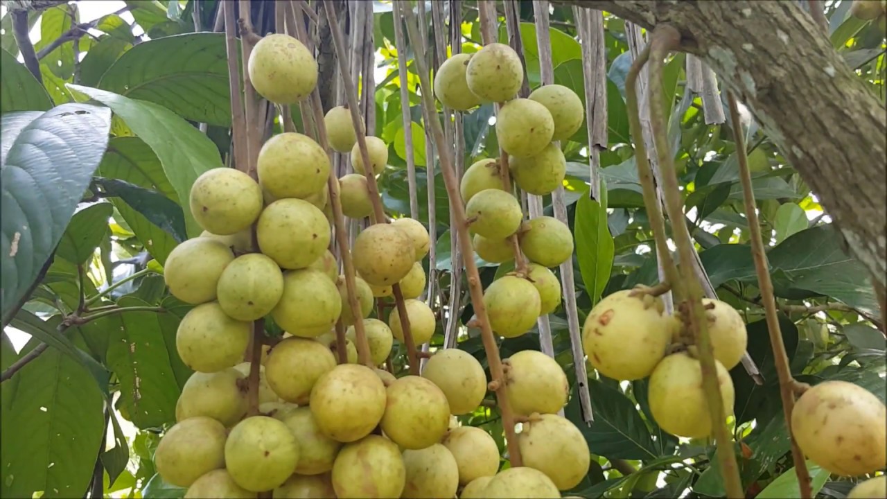Kisah dan Info terkini: Buah Tumbuhan Liar yang Boleh Dimakan Ketika ...