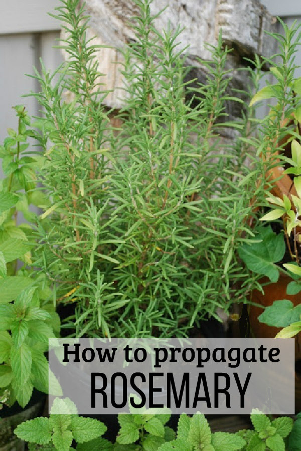 How to Propagate Rosemary from Cuttings - Oak Hill Homestead