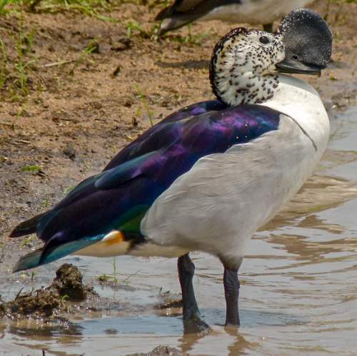 Knob-billed duck images | Birds of India | Bird World