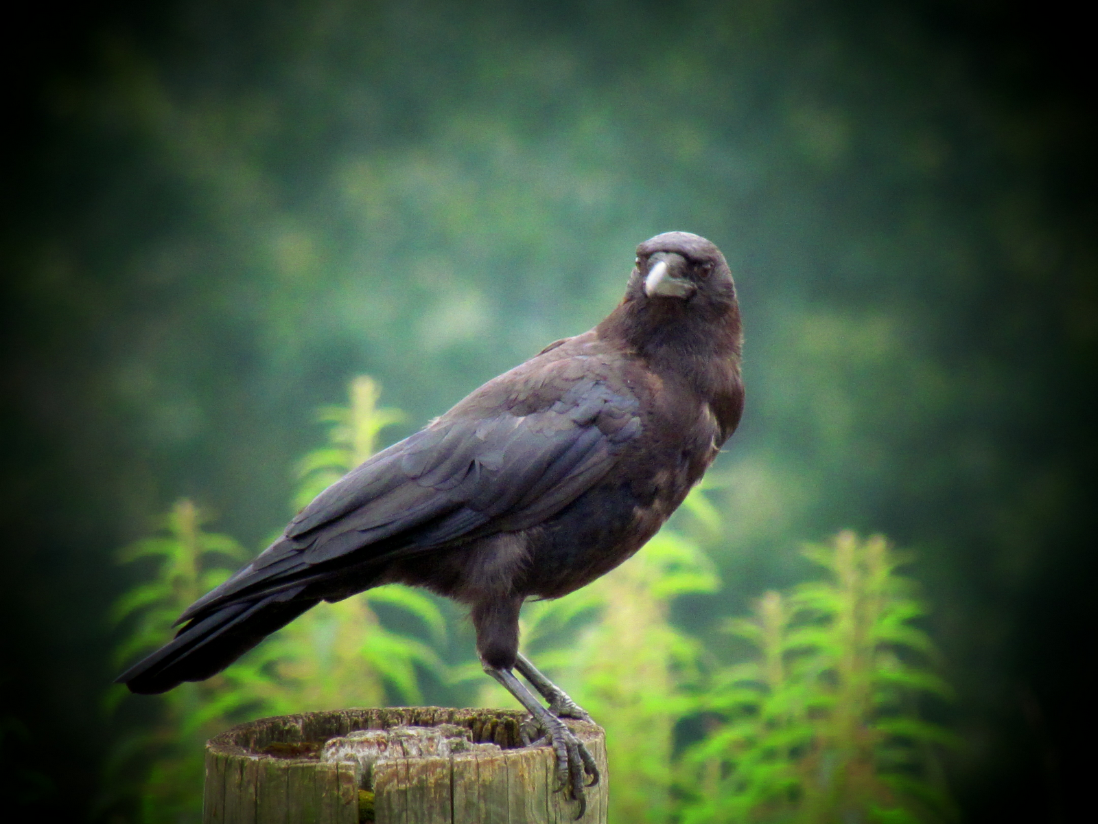 The Oakland Press Blogs: Earth's Almanac: Spirit of the Crow -- and a ...