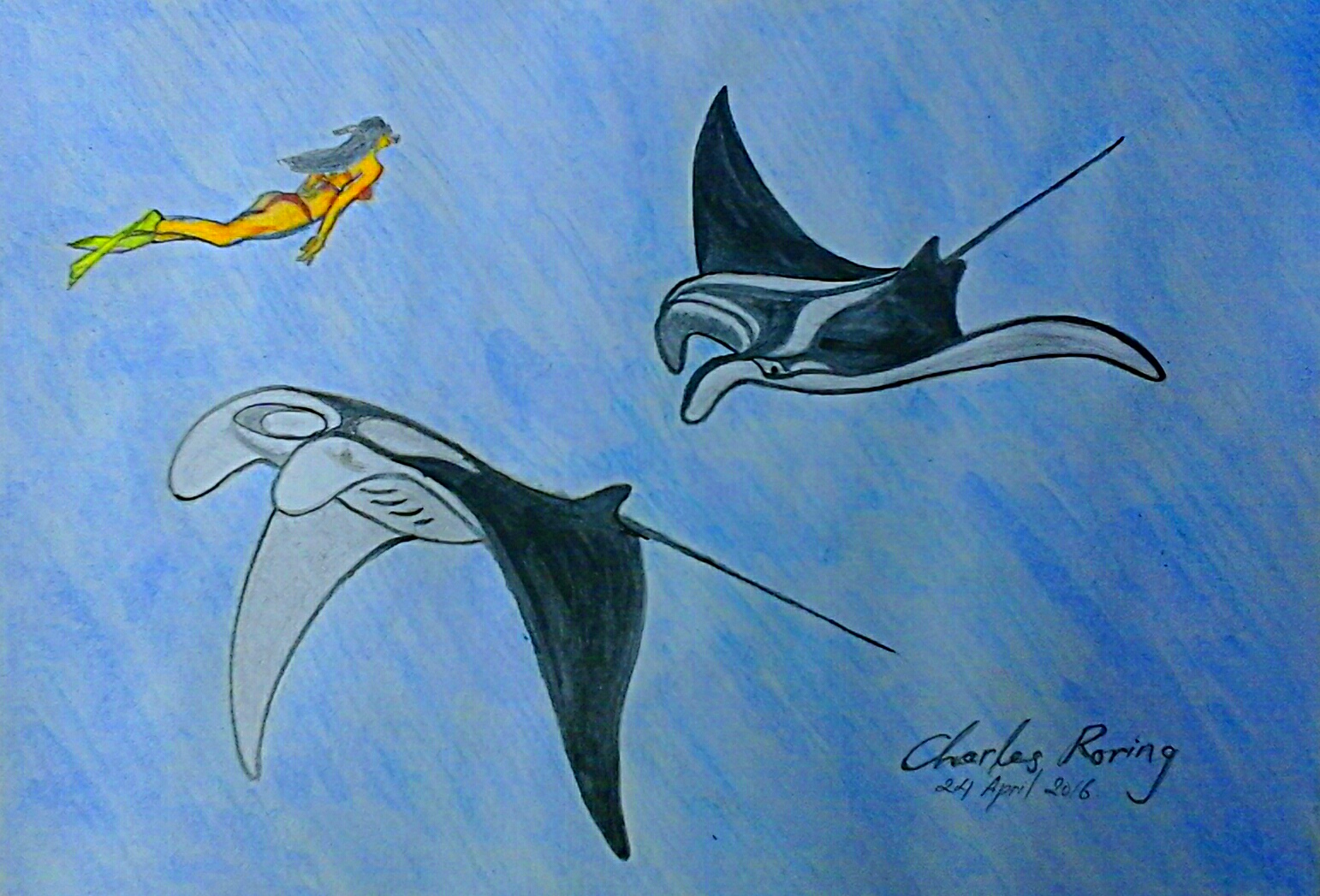 Wildlife Drawing: Swimming with Manta