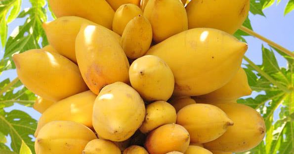 Full Video: Angalia Jinsi ya kufanya kilimo cha papai ~ KILIMO NA UFUGAJI