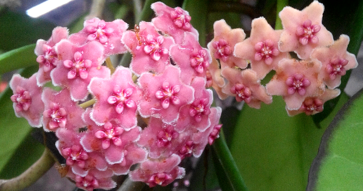 Fazza Hoya - Hoya Indonesia: 10.Varian Hoya Diversifolia - Pink Yellow ...