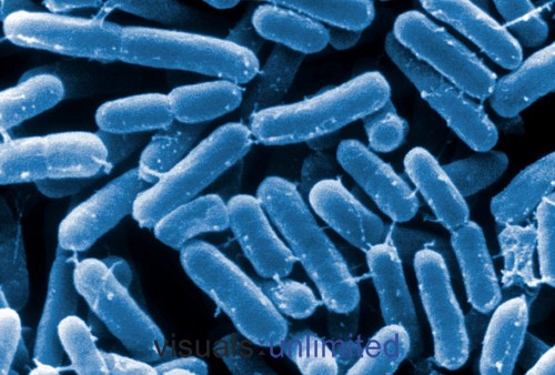 Pharmacy Indonesia: Enterobacter sakazakii