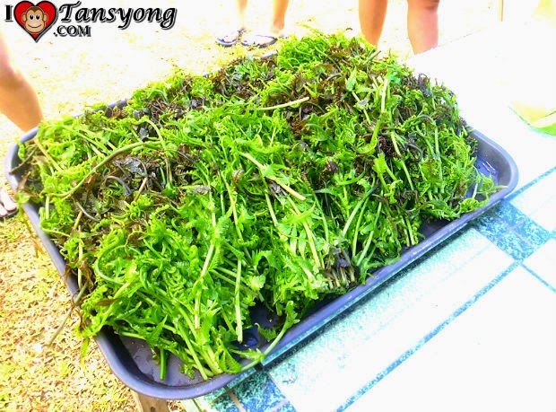 Curious to taste Paco or simply Edible Fern? - I ♥ Tansyong™