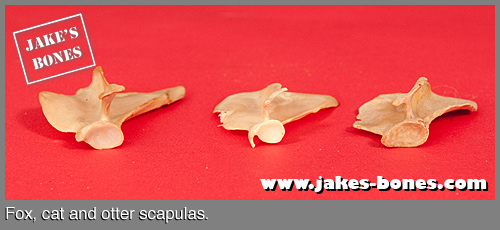 Comparing bones: scapulas (shoulder blades) : Jake's Bones