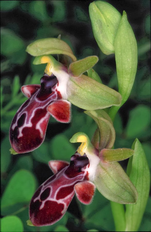 Scientia amabilis: Szeretetre méltó tudomány: Mediterrán orchidea ...