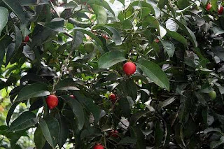 blues budak utara: Kerajaan Gangga Negara Yang Hilang - Bruas (Perak)