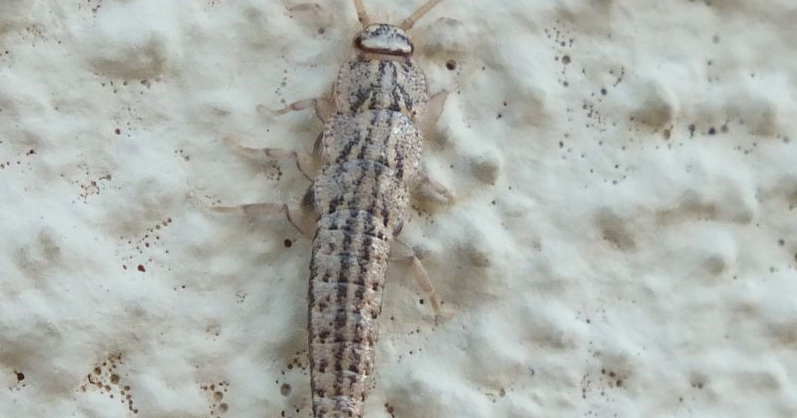 OCB BAJA RIBAGORZA: ZYGENTOMA