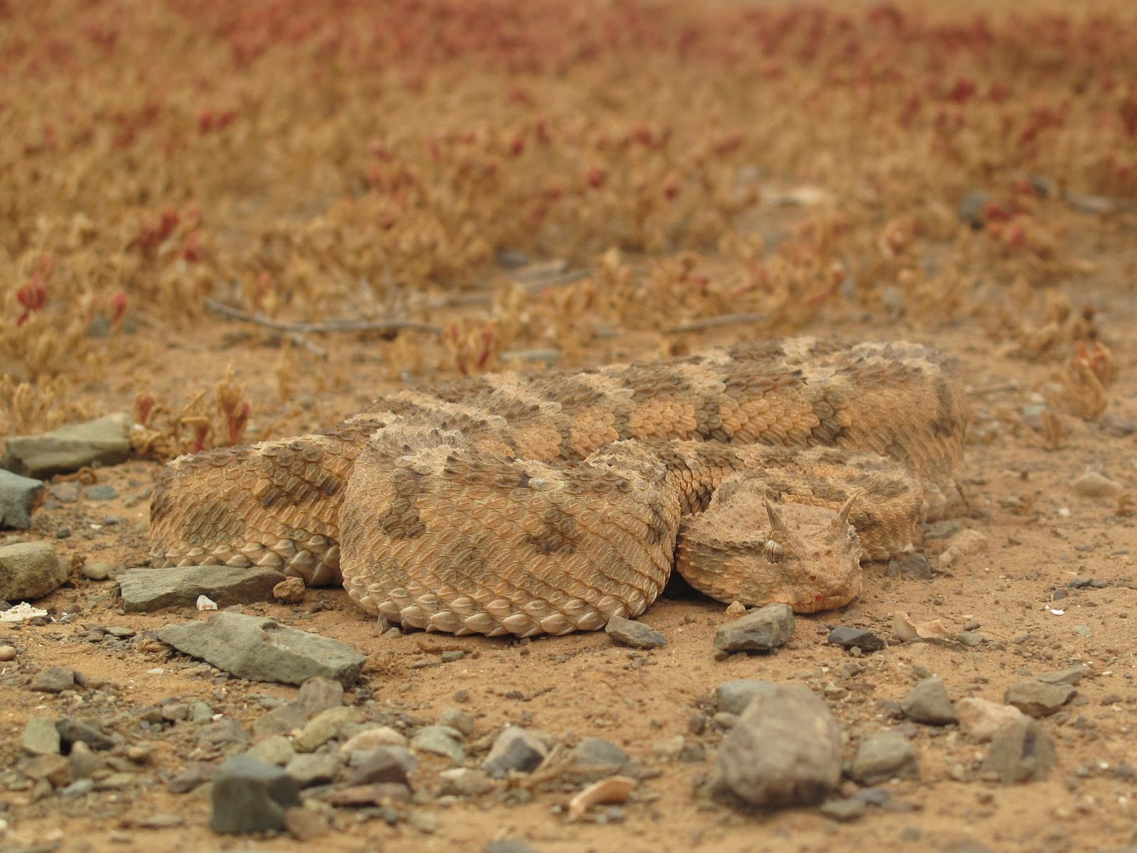 Life is short, but snakes are long: Snakes of Morocco