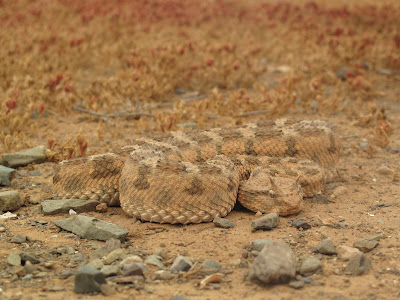 Life is short, but snakes are long: Snakes of Morocco