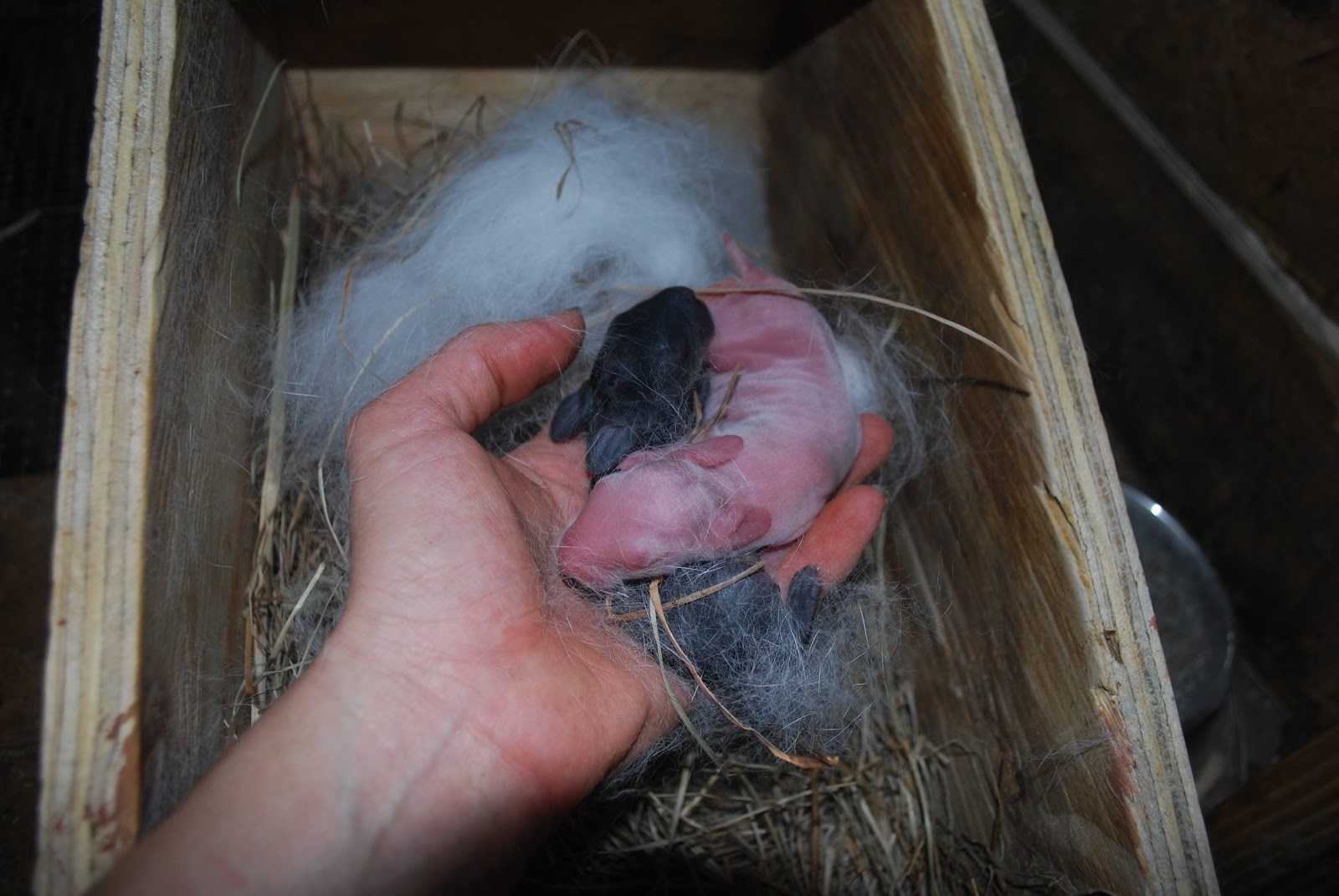 HighTail Farms: Breeding like Rabbits