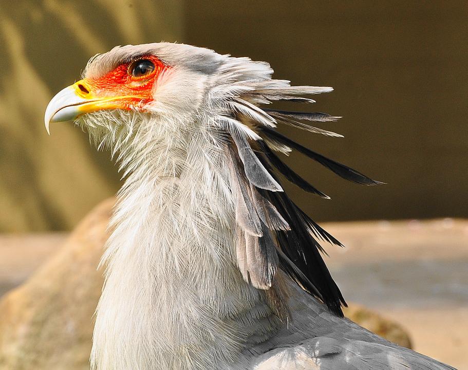 Secretarybird | The Life of Animals