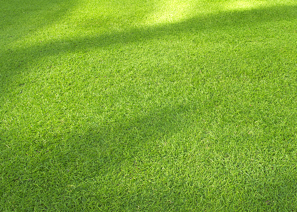 What is Turf Grass? - Best Manual Lawn Aerator
