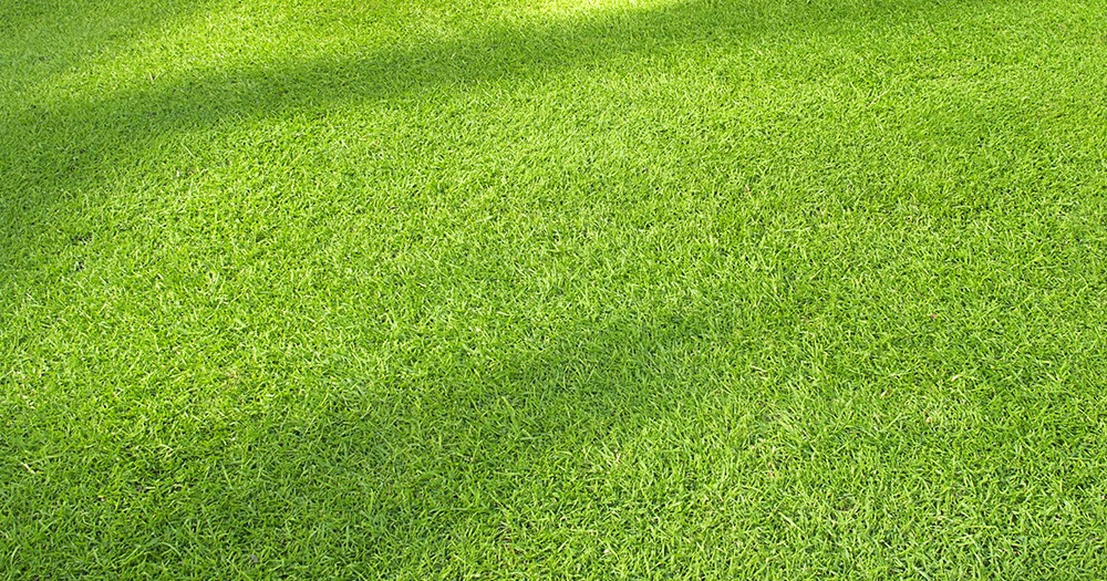 What is Turf Grass? - Best Manual Lawn Aerator