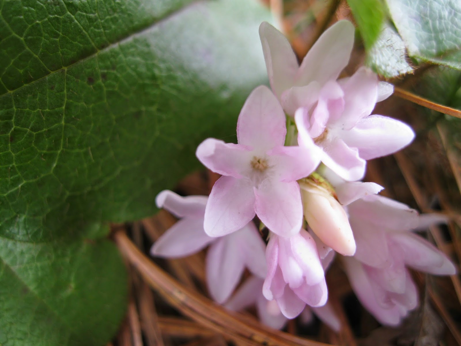 Plants and Stones: Pink Arbutus Flowers