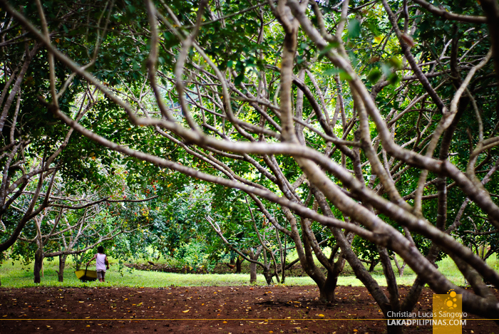 ANTIQUE | Rambutan Picking at Nica Farm - Lakad Pilipinas