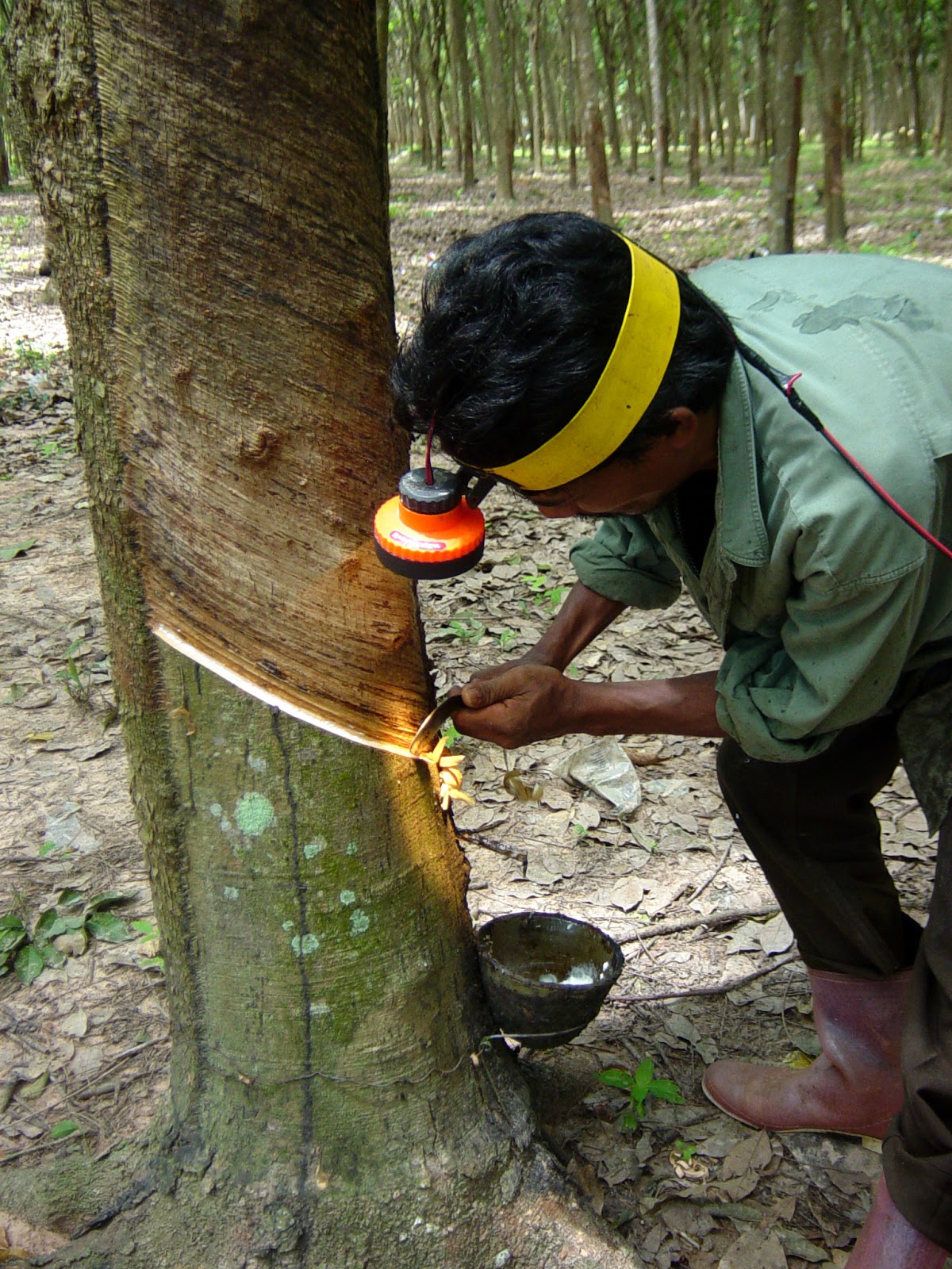 Cara Menanam Pohon Karet Dengan Mudah Dan Benar Cara Menanam Pohon Karet Dengan Mudah Dan Benar