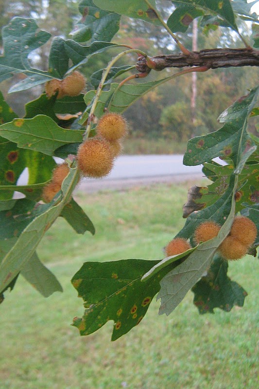 The Musical Gardener: Fuzzy Balls, Galls and Other Noteworthy Blemishes