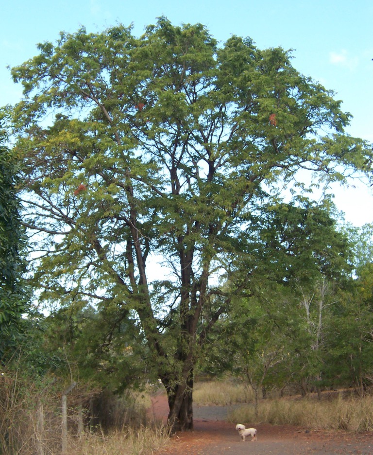 Tamarindo - Tamarindus indica L. | Natureza Bela