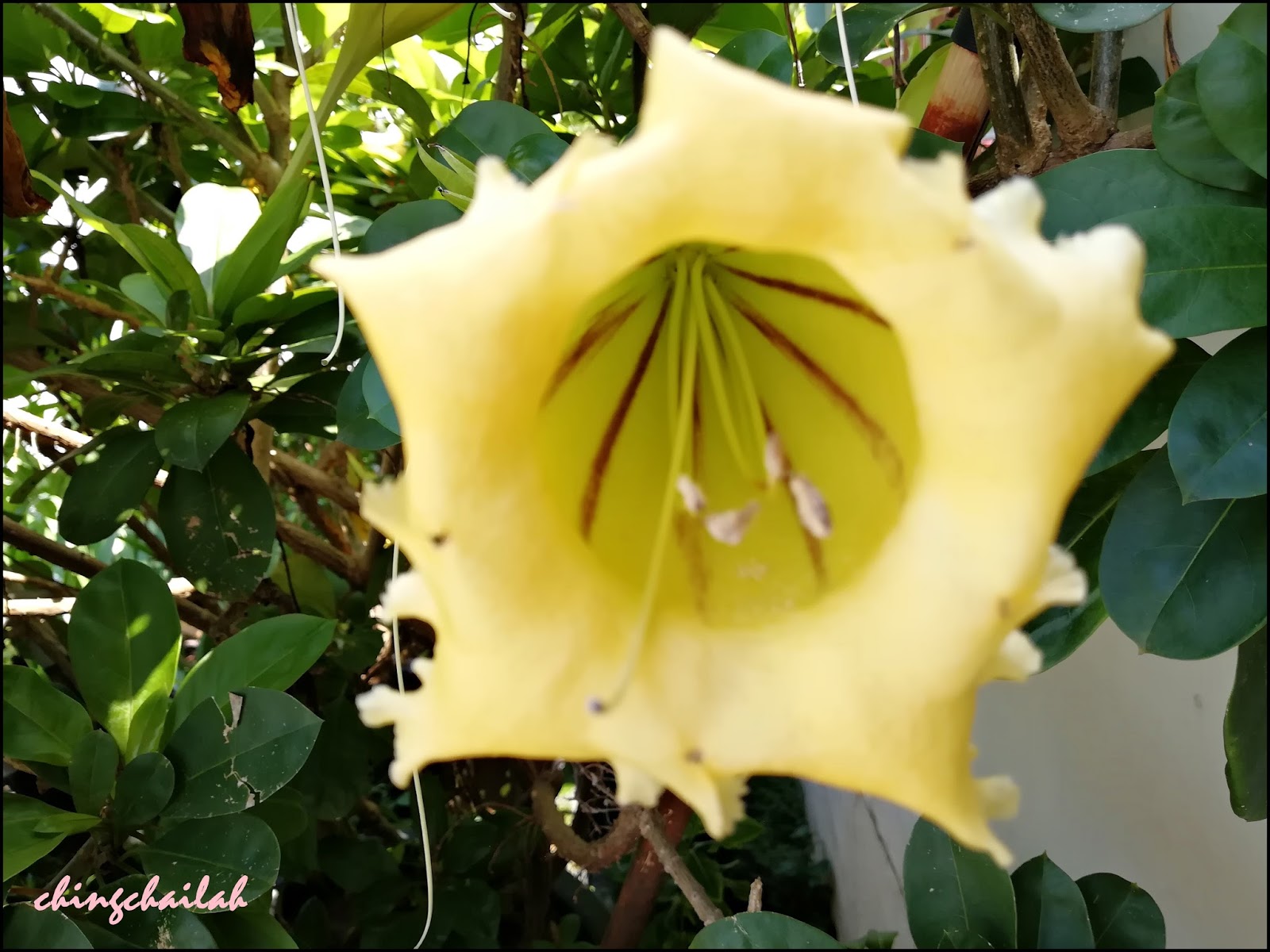 Simple Living In Nancy: Flowers From Cameron Highlands & My Garden.