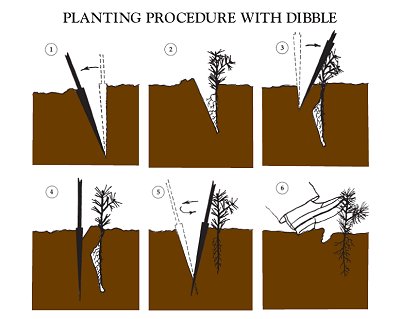 Seed Sowing and Methods of Seed Sowing