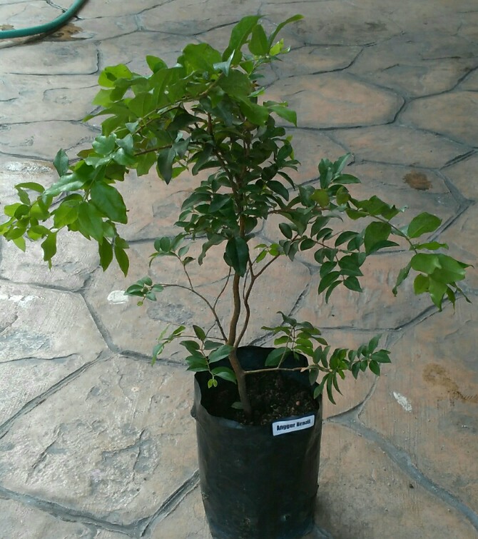 D Agro Nursery Plants: Anggur BRAZIL boleh berbuah Di Malaysia