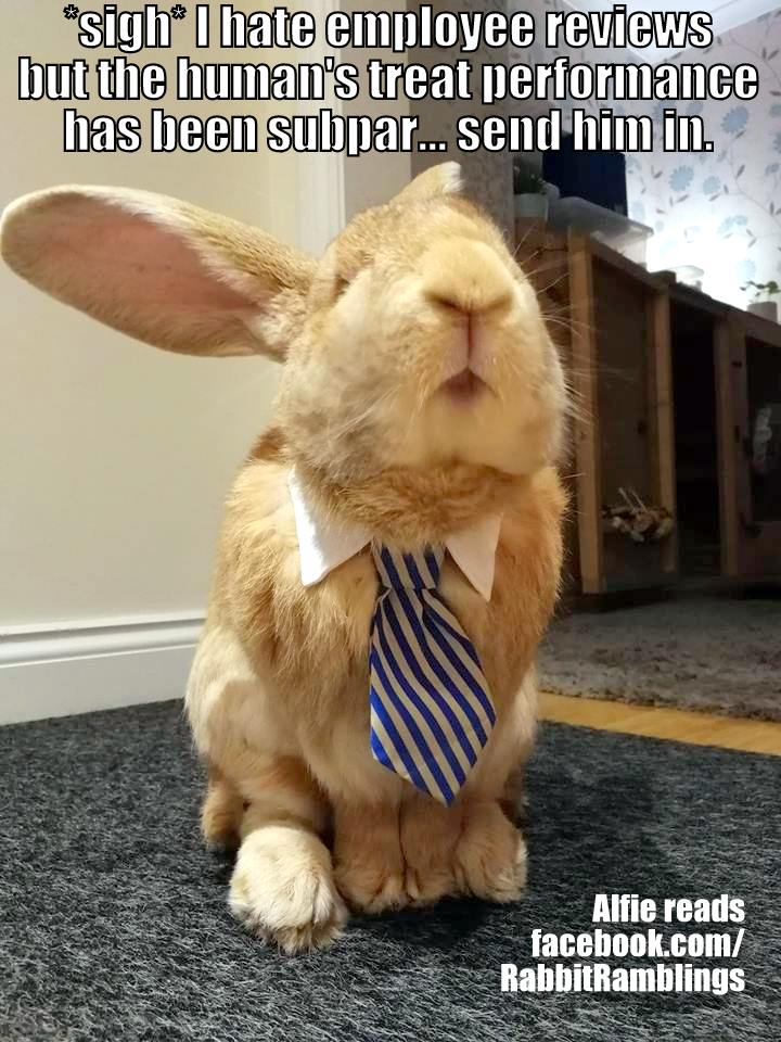 Rabbit Ramblings: Funny Bunny Monday Meme*day