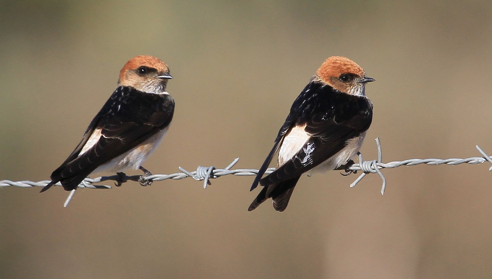 Richard Waring's Birds of Australia: Enjoying the birdlife at the local ...